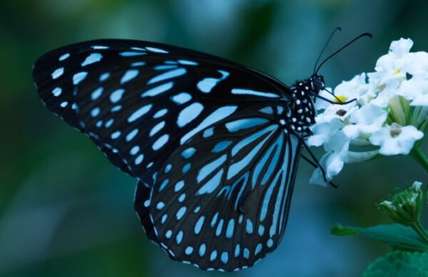 Do Butterflies Bite Or Sting Humans? | Butterfly Aholic