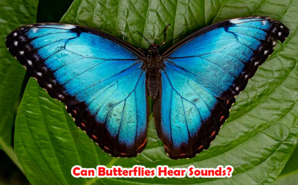 Can Butterflies Hear Sounds? | Butterfly Aholic