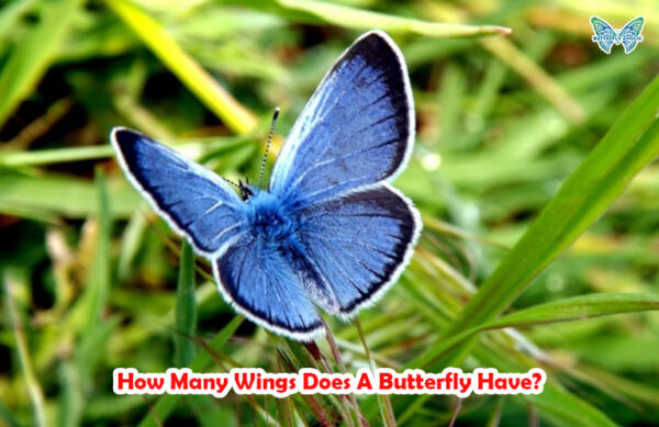 How Many Wings Does A Butterfly Have? | Butterfly Aholic