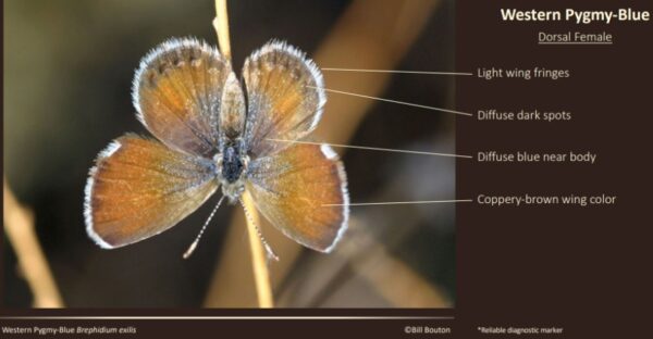 7 Facts About The Smallest Butterfly In The World | Butterfly Aholic