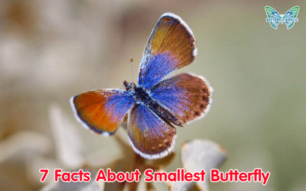 7 Facts About The Smallest Butterfly In The World | Butterfly Aholic
