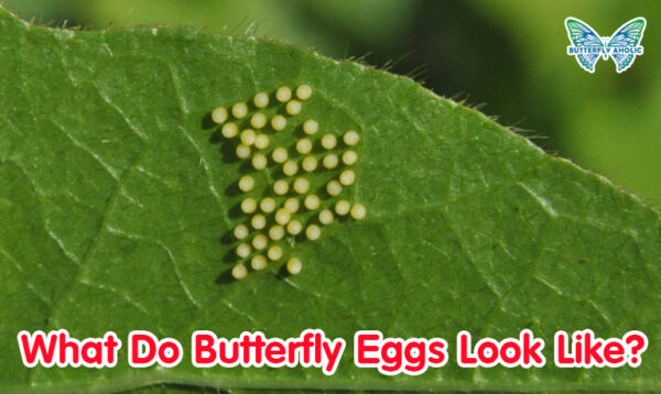 What Do Butterfly Eggs Look Like? 15 Common Butterfly Eggs | Butterfly Aholic
